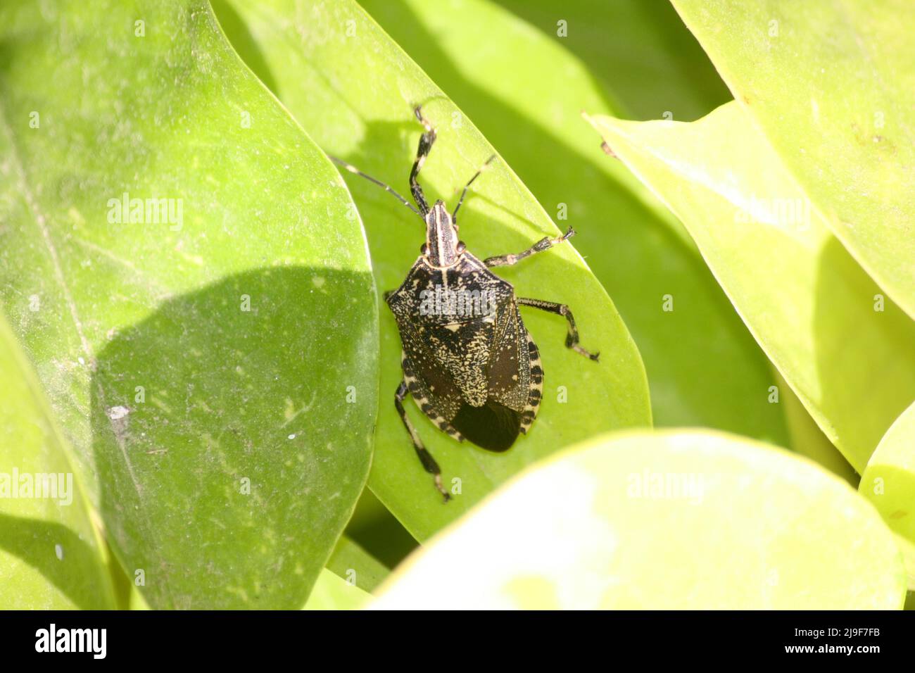 Brown marmorated stink bug (Halyomorpha halys) enjoying sunshine : pix ...