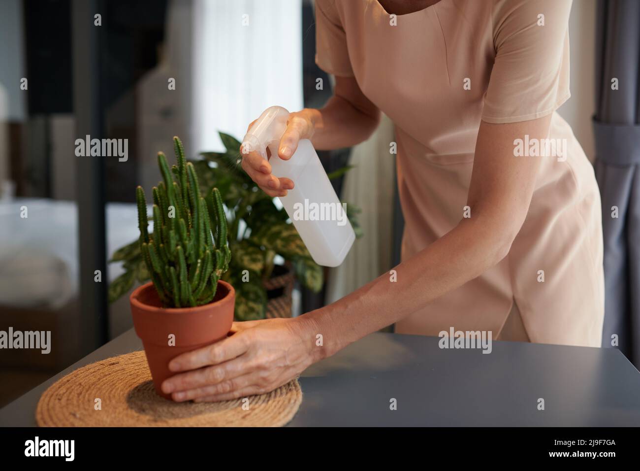 Cropped image of woman watering cactus in flower pot Stock Photo - Alamy