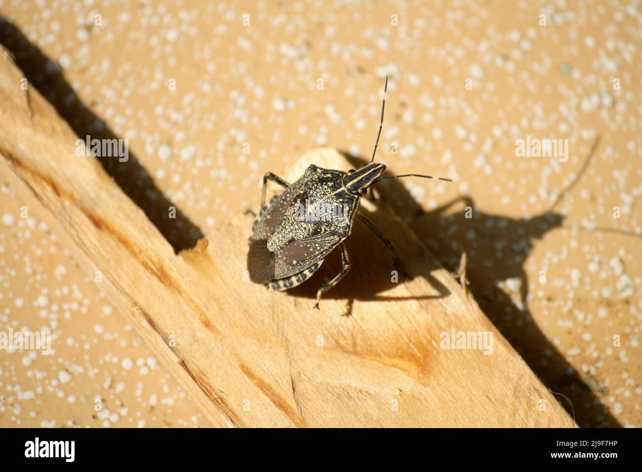 Stink bug proboscis hi-res stock photography and images - Alamy
