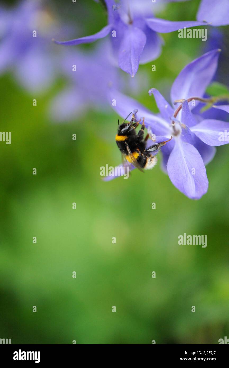 London, UK. 23rd May, 2022. A bumble bee collecting nectar on flowers ...