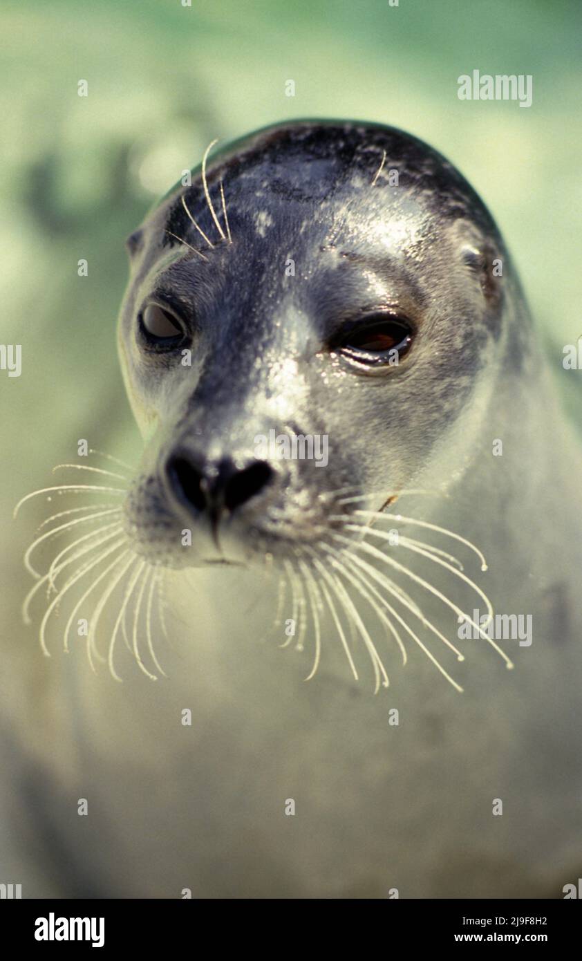 Atlantic Harbor Seal