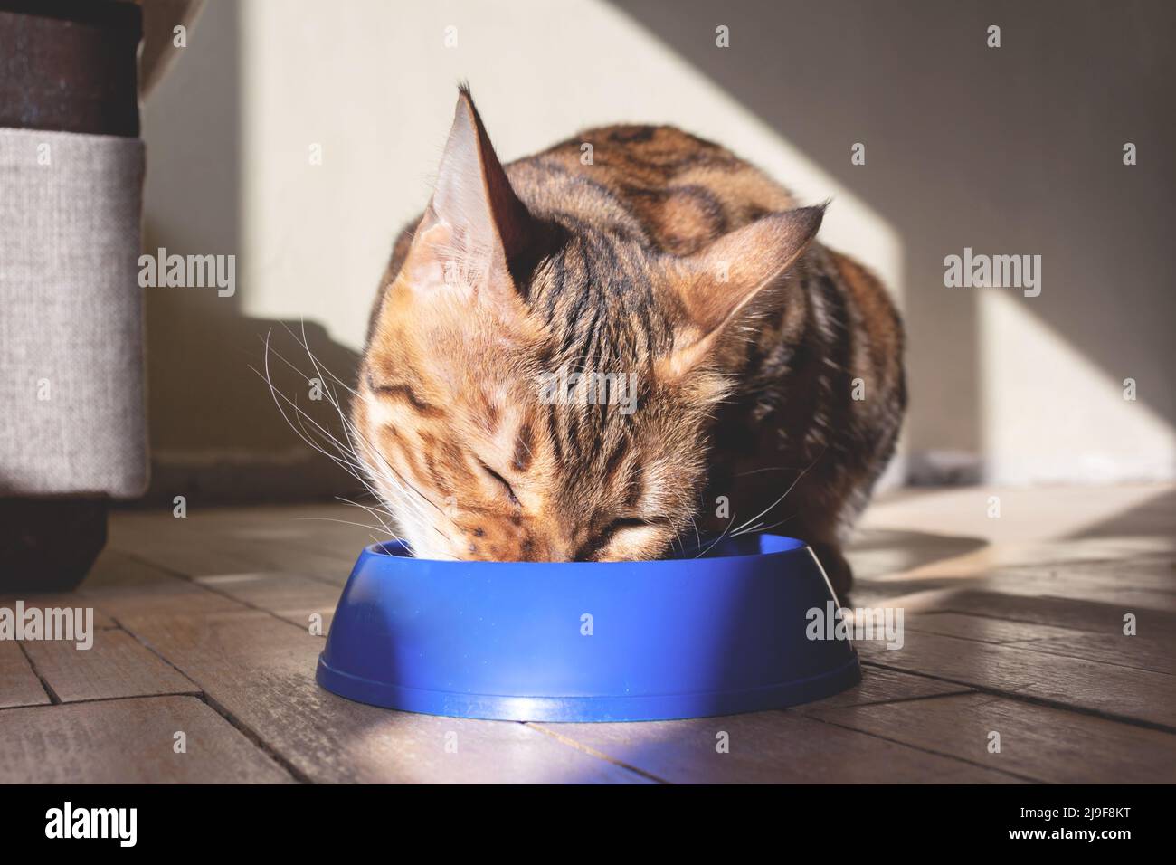 Bengal cat eating from blue plastic bowl Stock Photo - Alamy