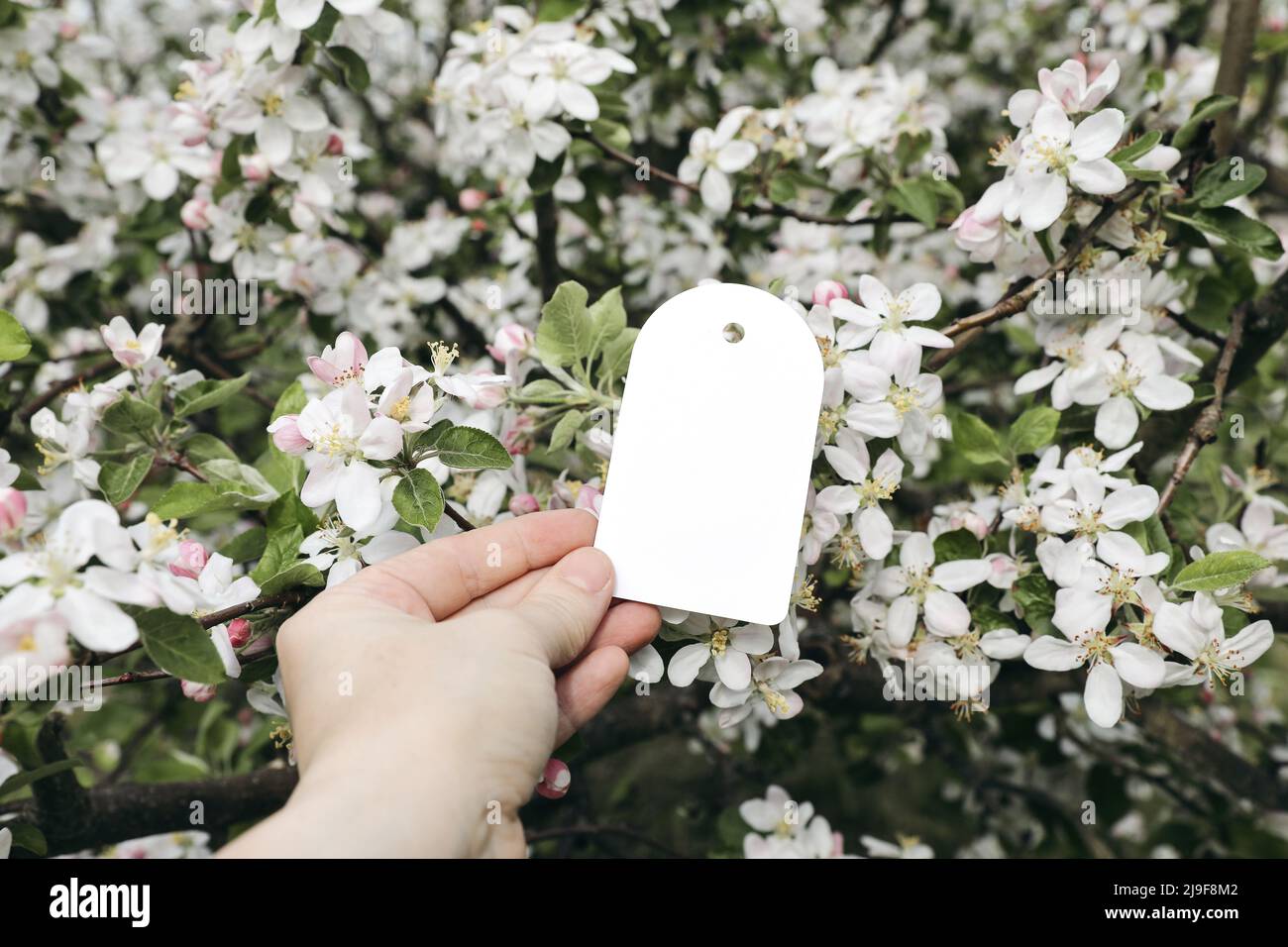 Woman's hand holding blank round gift tag, label. White blooming apple ...