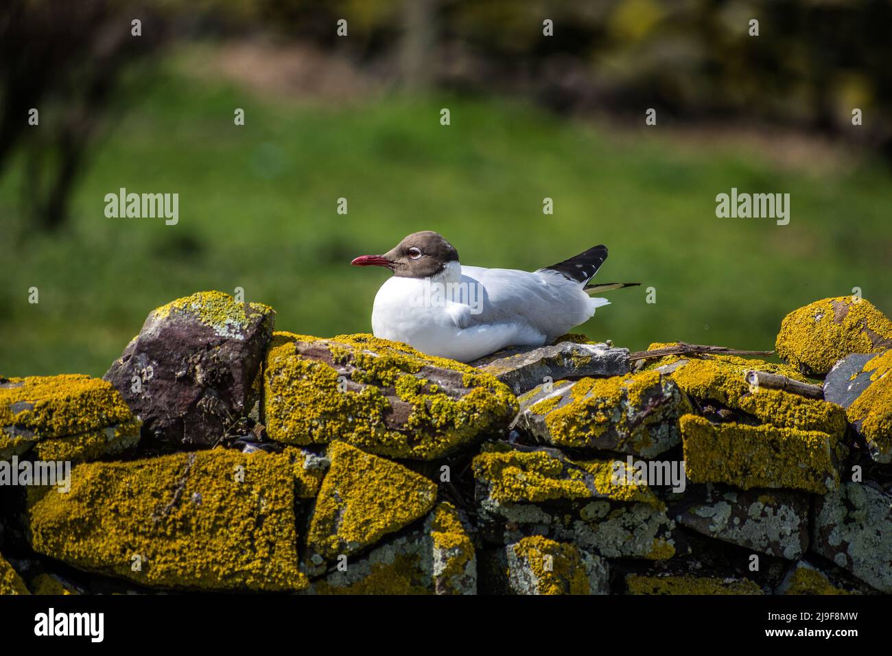 Black headed gull resting on a wall on Inner Farne, part of the Farne ...