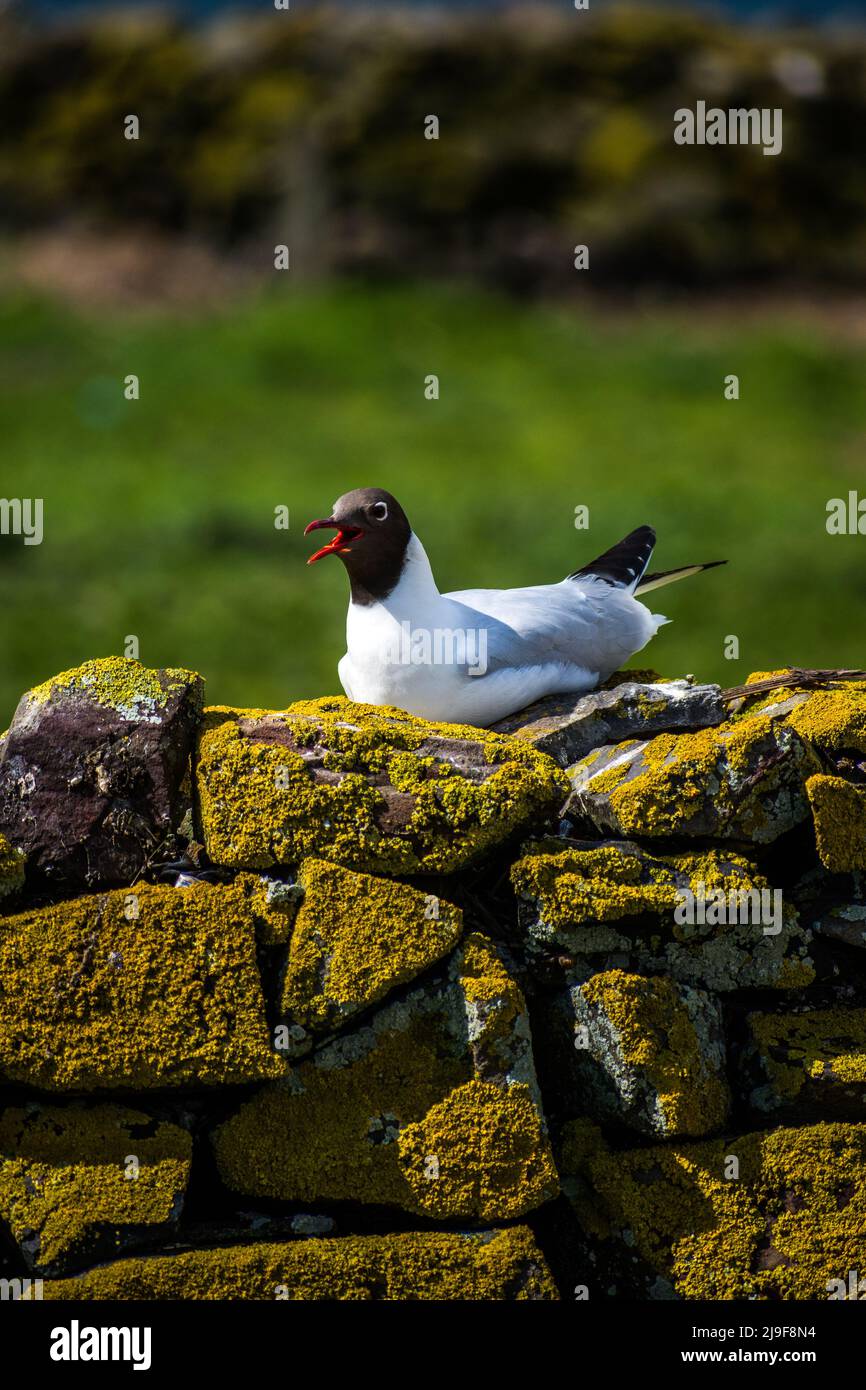 Black headed gull resting on a wall on Inner Farne, part of the Farne ...