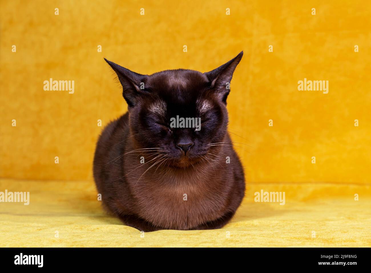 Brown Burmese cat sleeping on yellow background Stock Photo - Alamy