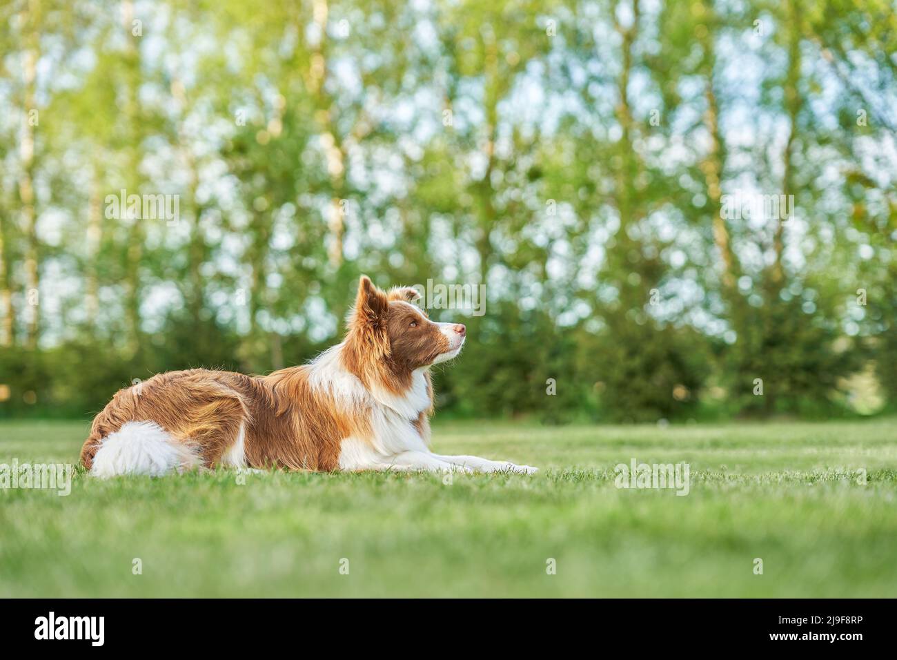 Brown chocolate Border Collie dog training in the garden Stock Photo ...