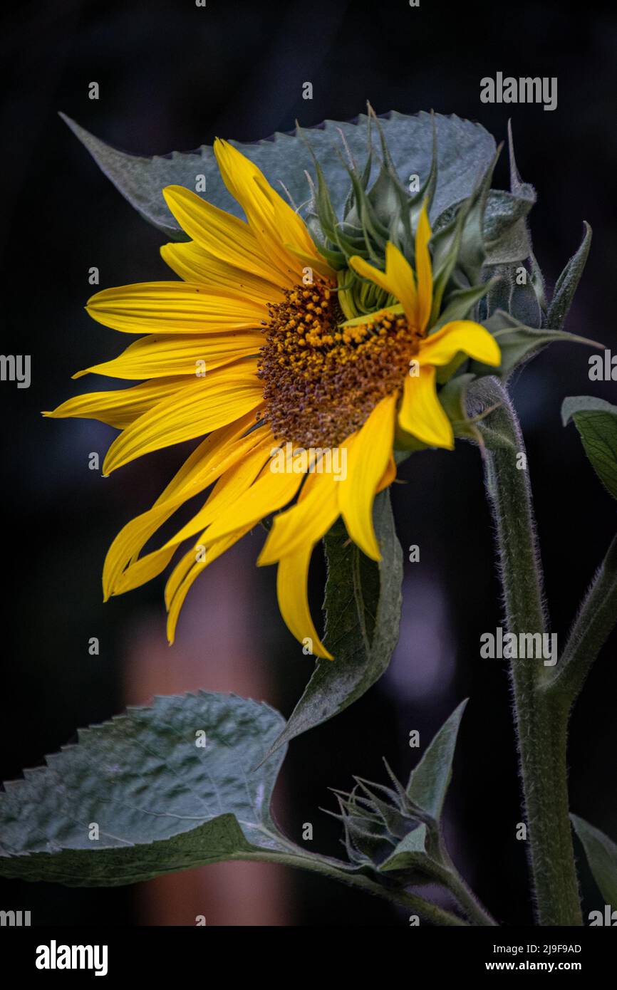 Incomplete flower hi-res stock photography and images - Alamy