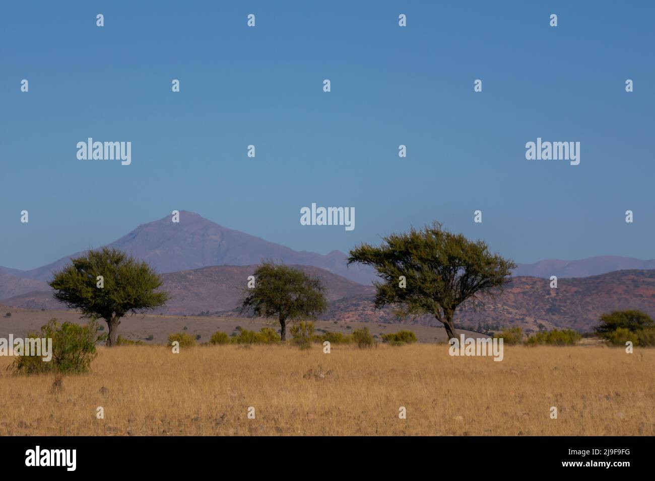 Dry grass in a plain terrain of Miocene age near Monte Patria, Chile ...