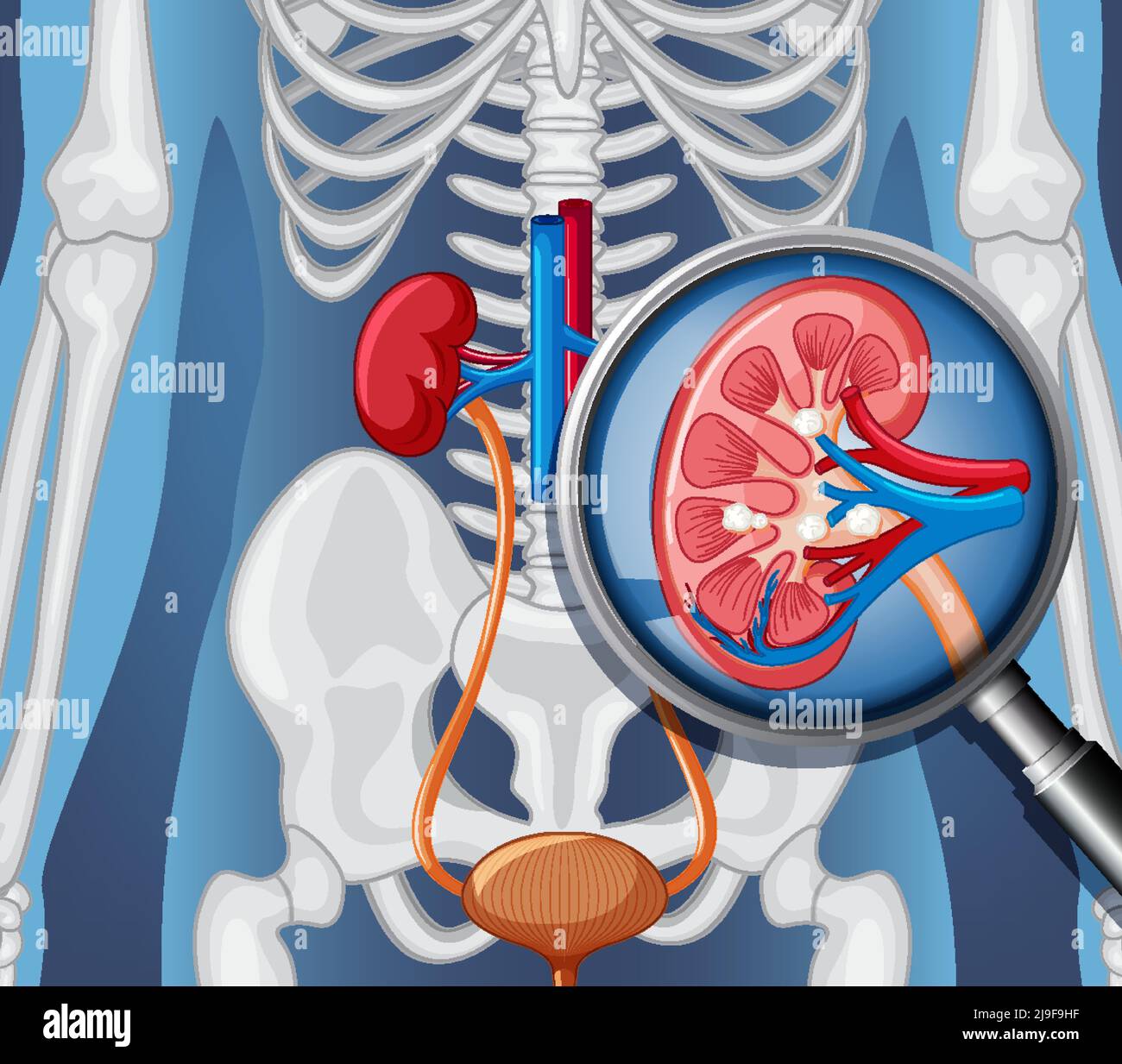X-ray of human body with internal organs illustration Stock Vector ...
