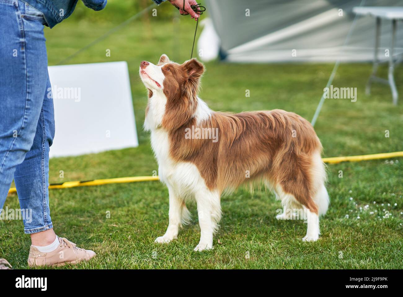 Chocolate White Border Collie with woman owner Stock Photo - Alamy