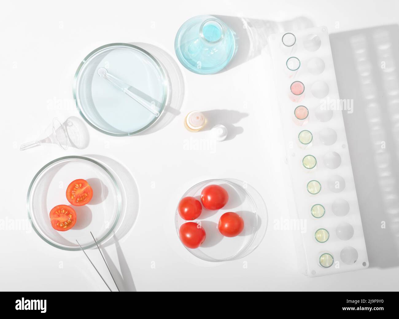 tomatoes in a petri dish on a laboratory table. lab glassware, test ...