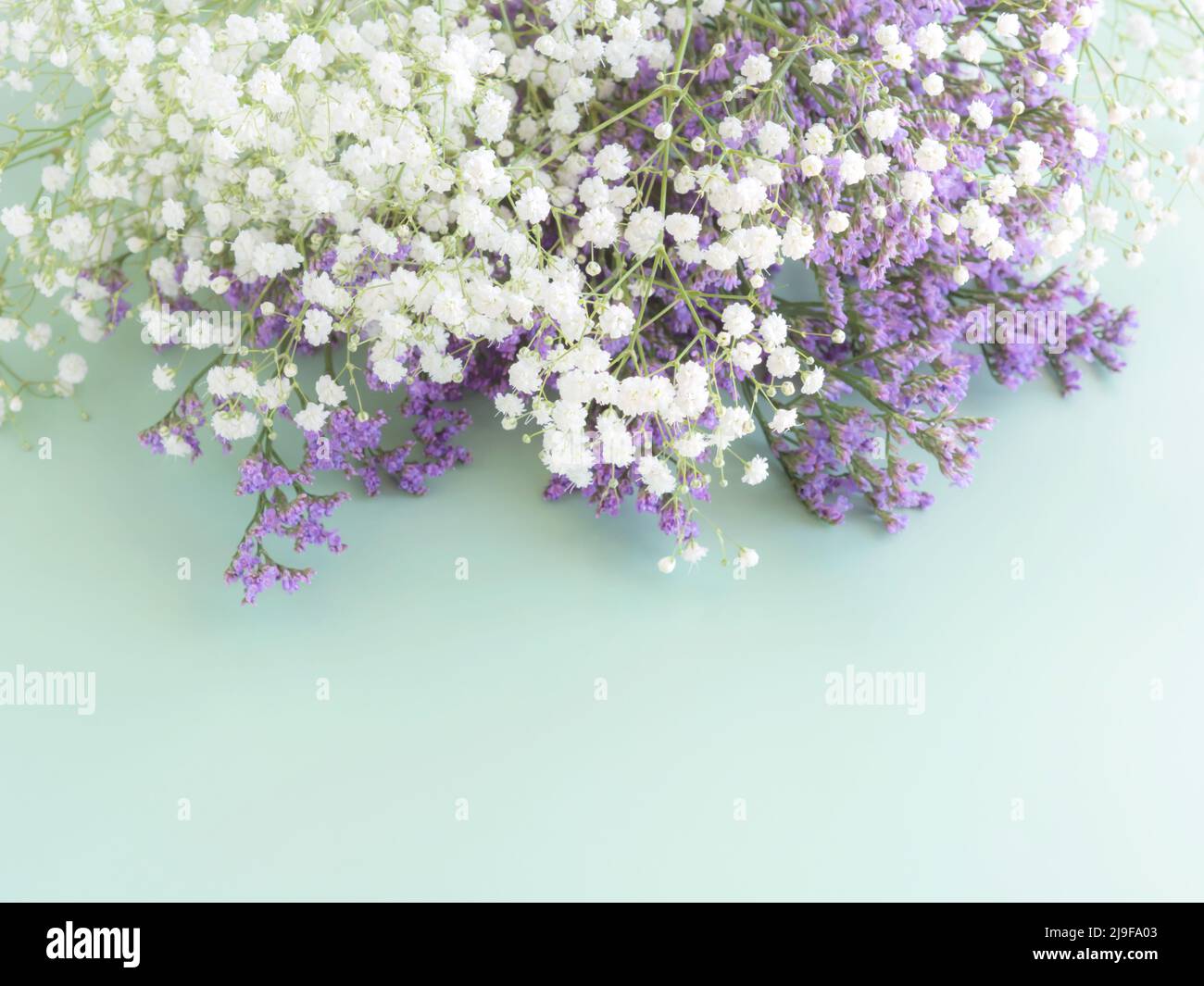Purple flowers with white gypsophila on turquoise spring background ...