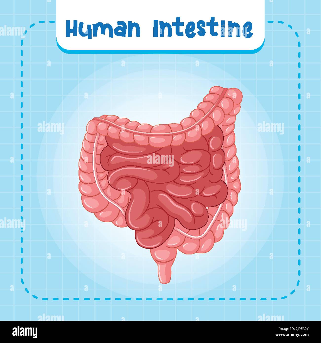 Human internal organ with intestine illustration Stock Vector Image ...