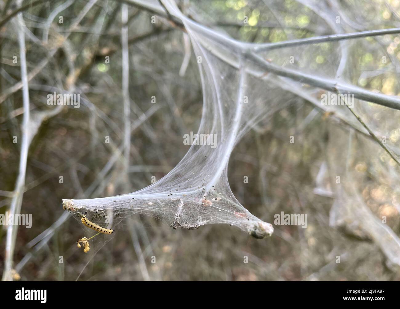 Berlin, Germany. 20th May, 2022. Webs of spider moths are seen on a ...