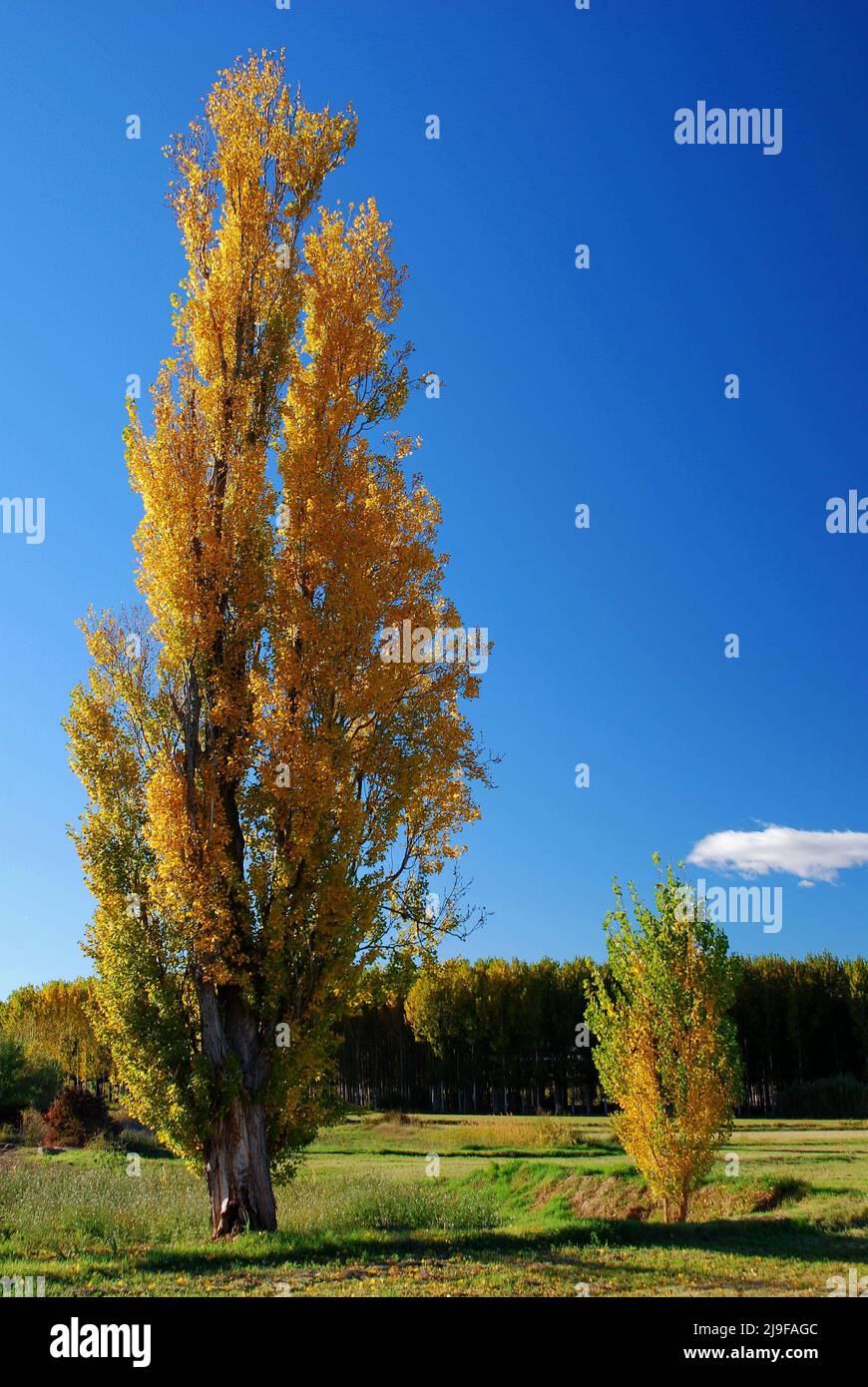 Big poplars hi-res stock photography and images - Alamy