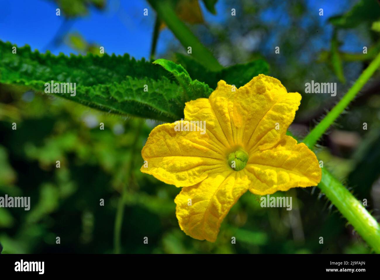 Cucumber blossom hi-res stock photography and images - Alamy