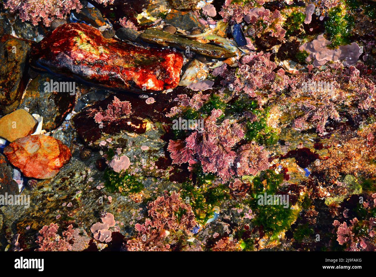 Naturally colored rocks among algae and calcium carbonate in the ocean ...
