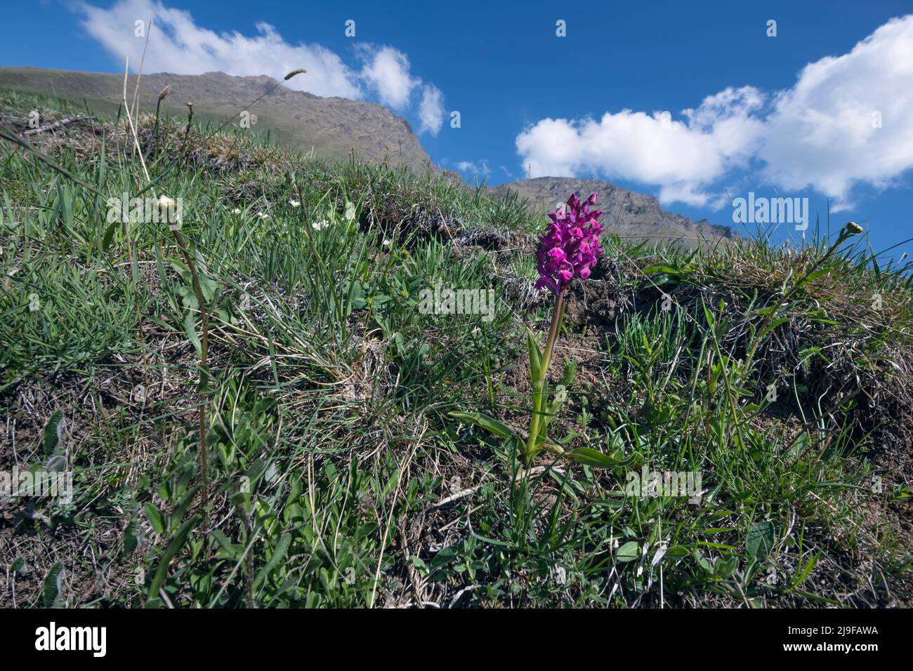 Pian dell'Alpe, Chisone valley, Piedmont, Italy. Dactylorhiza sambucina ...