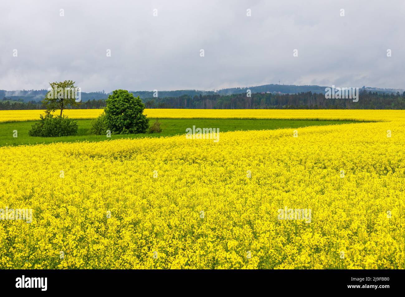 Yellow field of flowering rape and trees against a sky with clouds ...