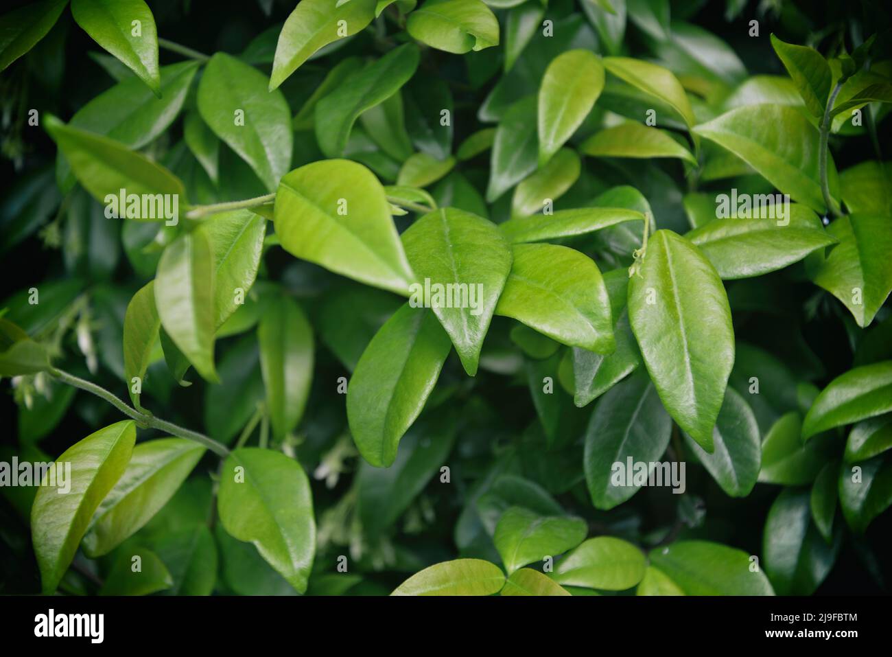 Reen shoots hi-res stock photography and images - Alamy