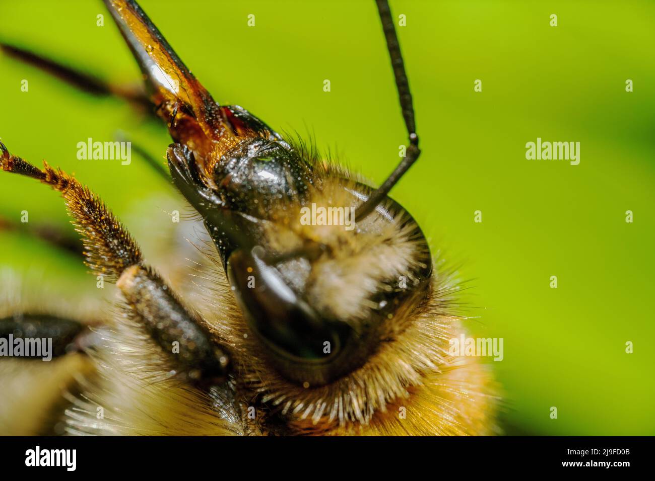 Insect body detail hi-res stock photography and images - Alamy