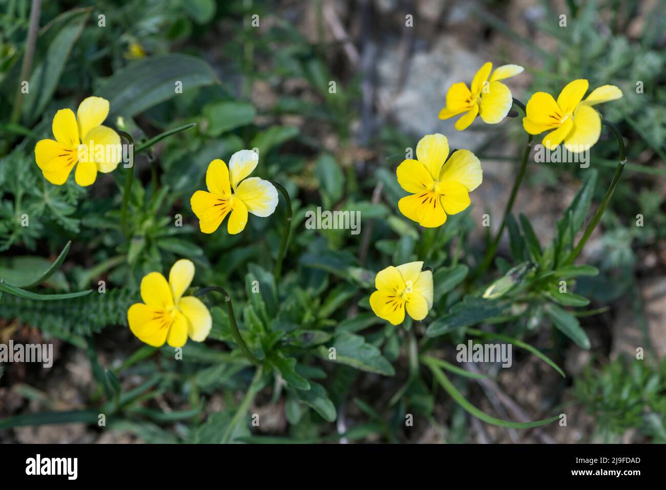 Field pansy hi-res stock photography and images - Alamy