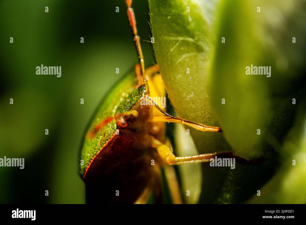 Detail of a green june beetle in motion with red eyes Stock Photo - Alamy