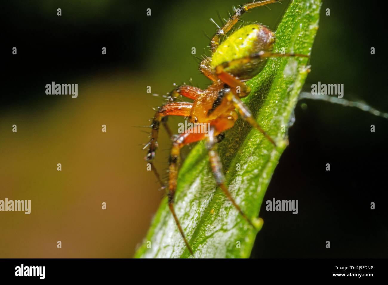 Spider head with eyes hi-res stock photography and images - Alamy