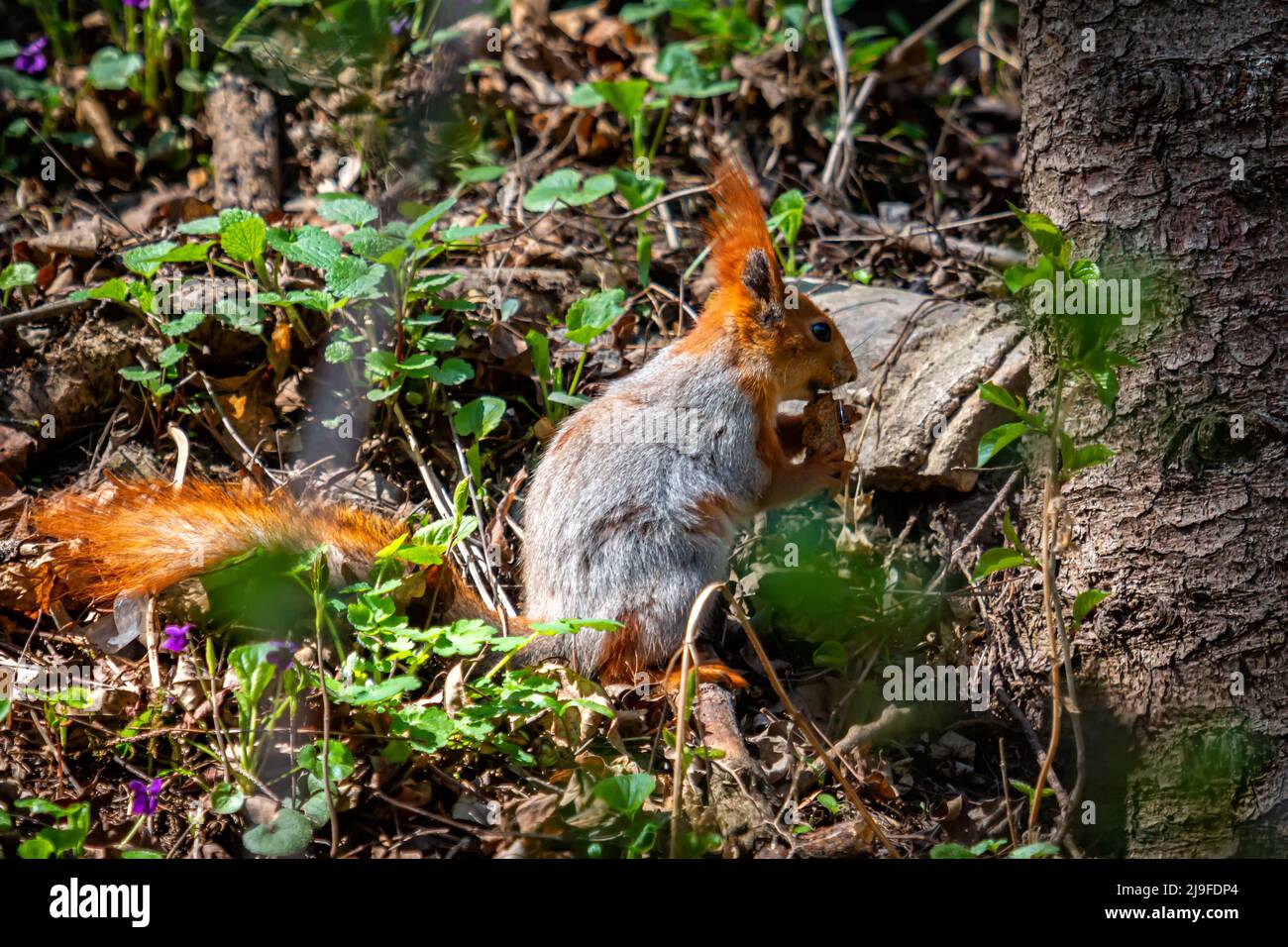 Moulting process hi-res stock photography and images - Alamy