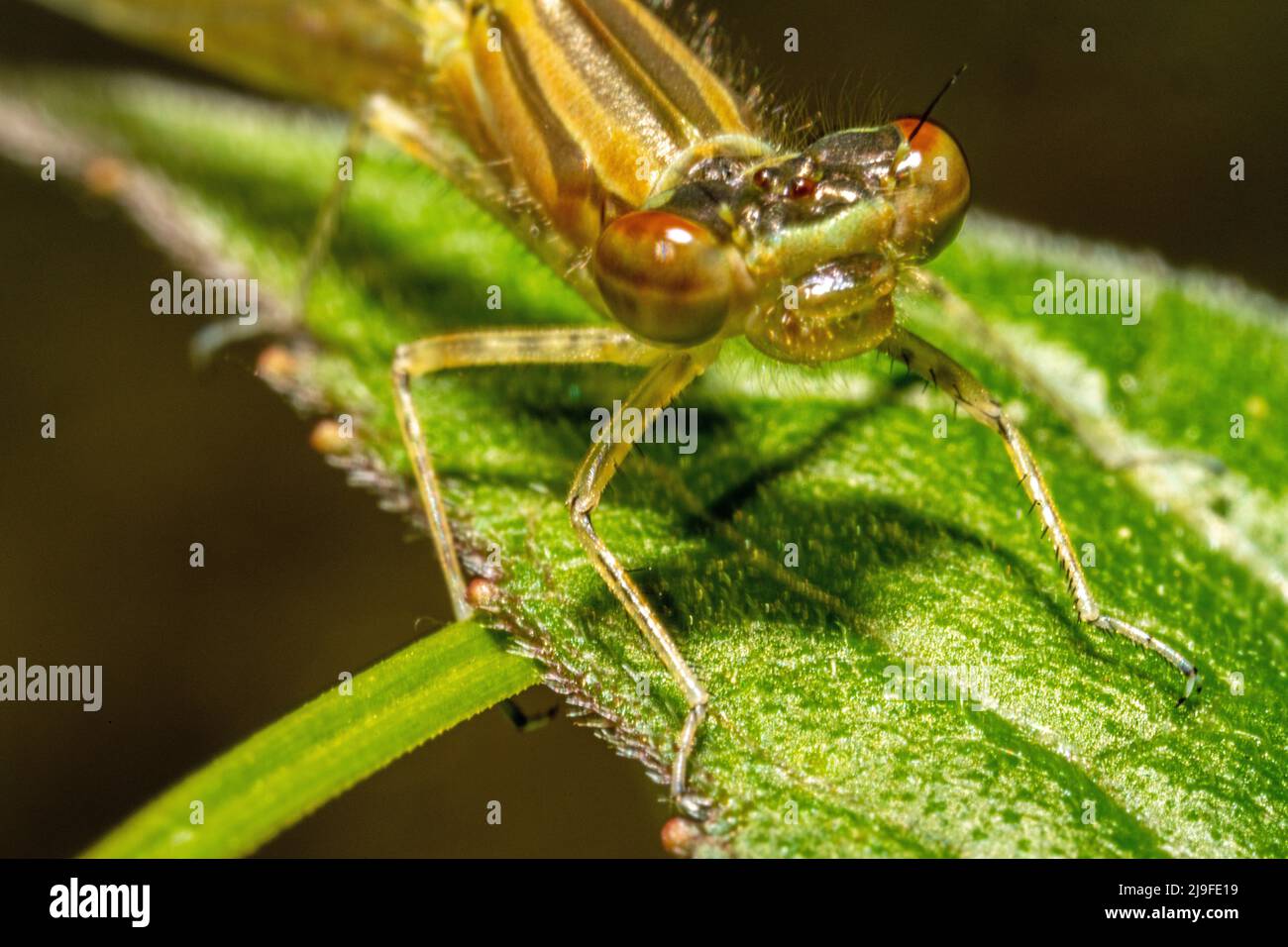 Macro of a body part of a dragonfly on green vegetation Stock Photo - Alamy