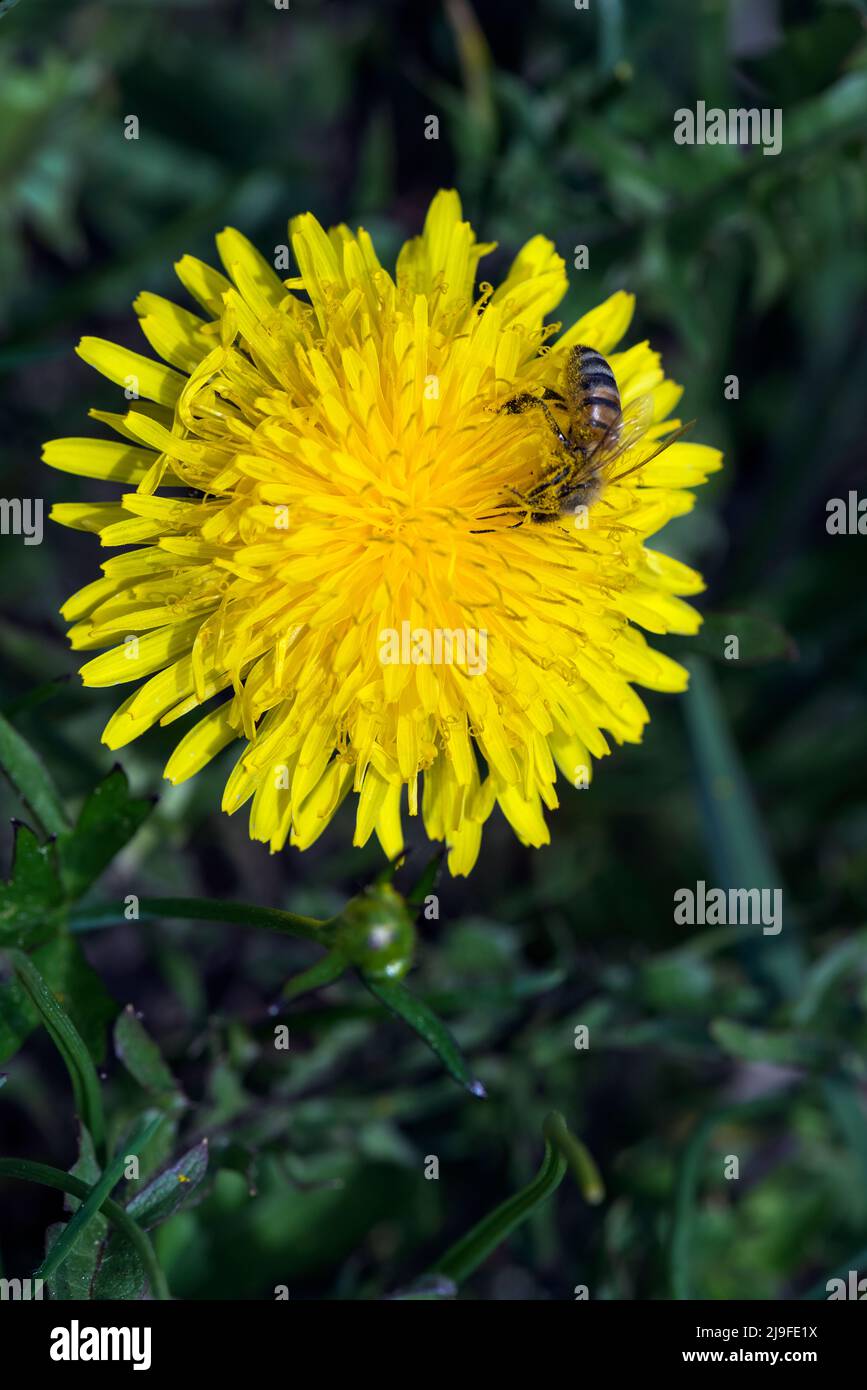 Entomophilous pollination hi-res stock photography and images - Alamy