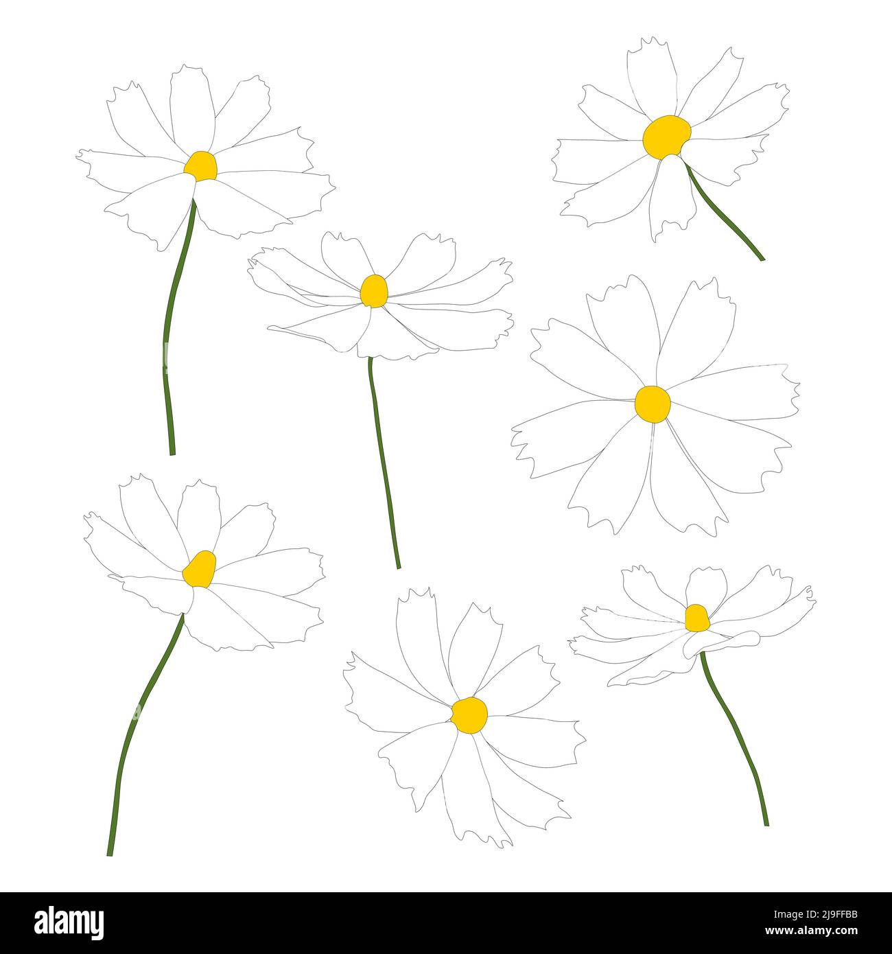 Set of cosmos flower branch vector illustration isolated on white ...