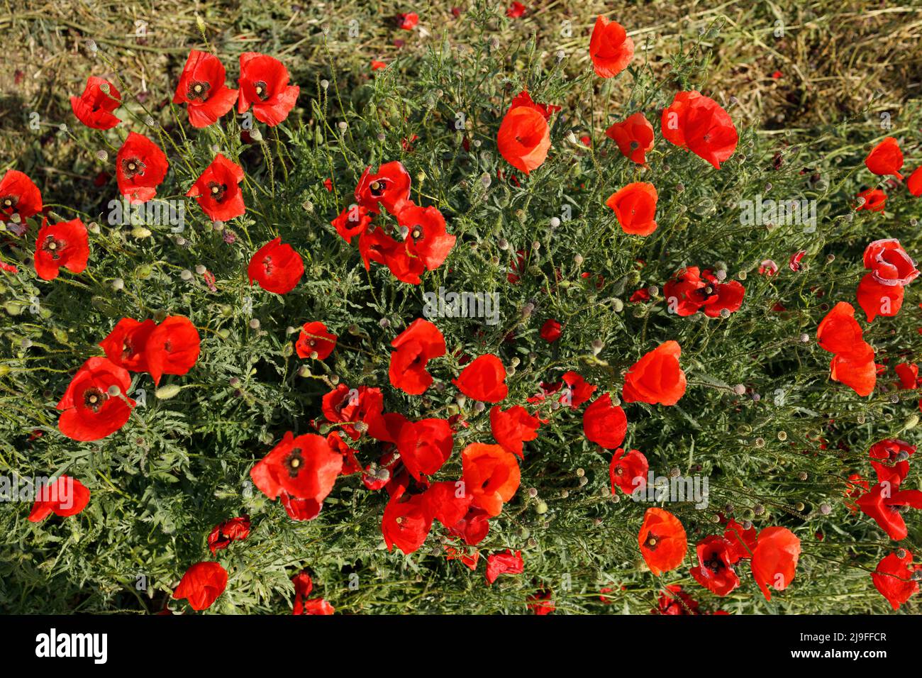 Top view red poppy hi-res stock photography and images - Alamy