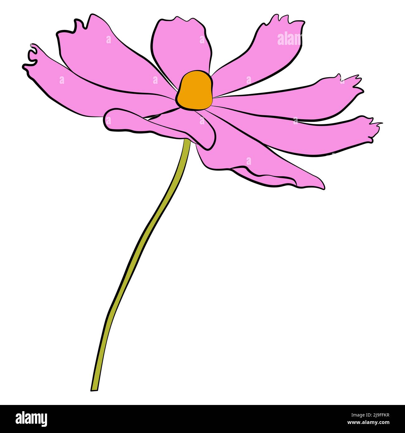 Single cosmos flower vector illustration isolated on white background ...