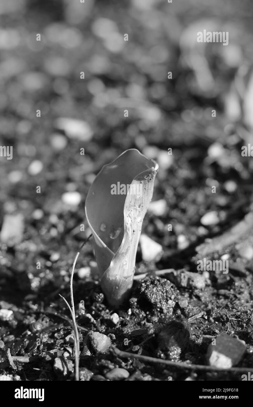 Colorful soil Black and White Stock Photos & Images - Alamy