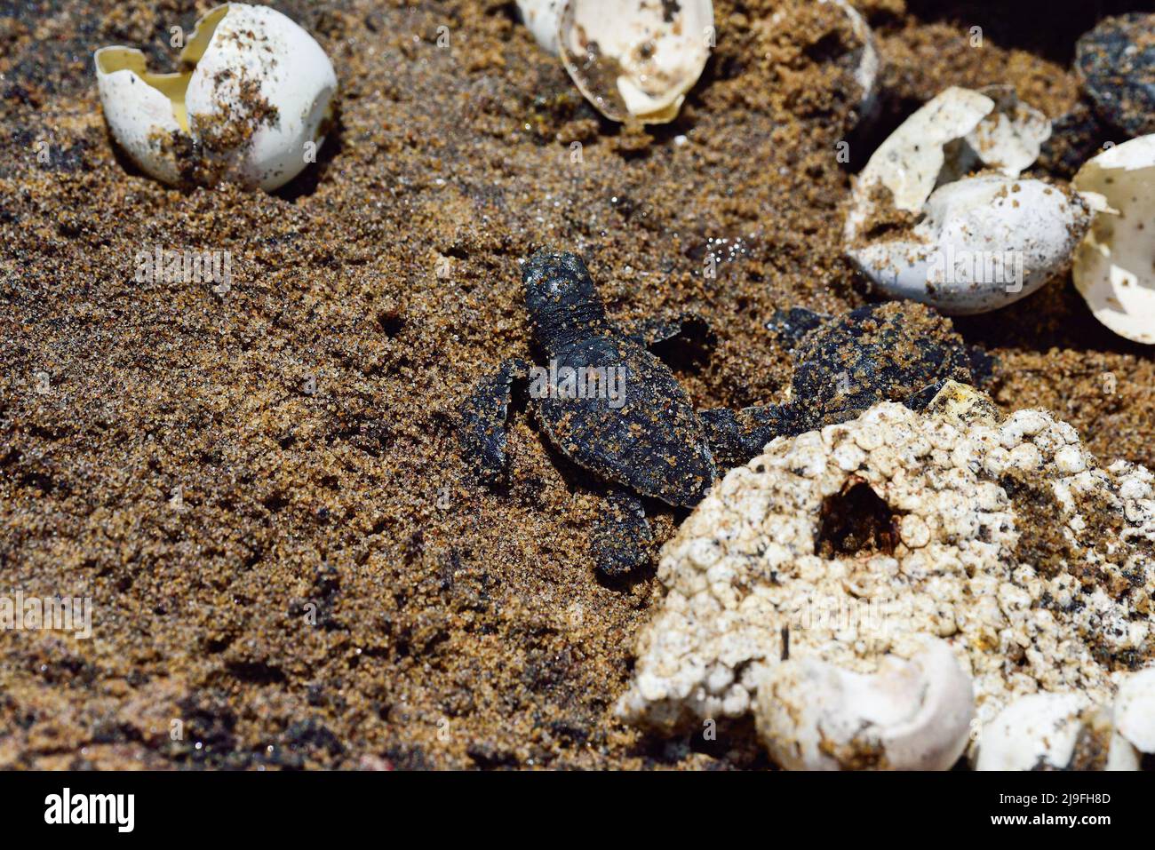 Cyclone ashani hi-res stock photography and images - Alamy