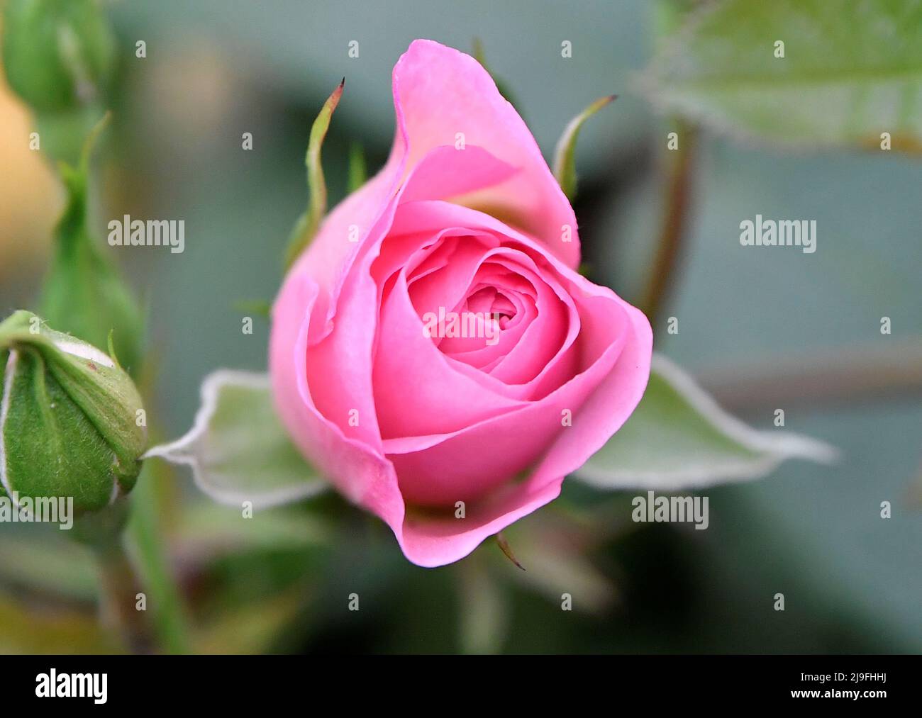 English roses elizabeth hi-res stock photography and images - Alamy