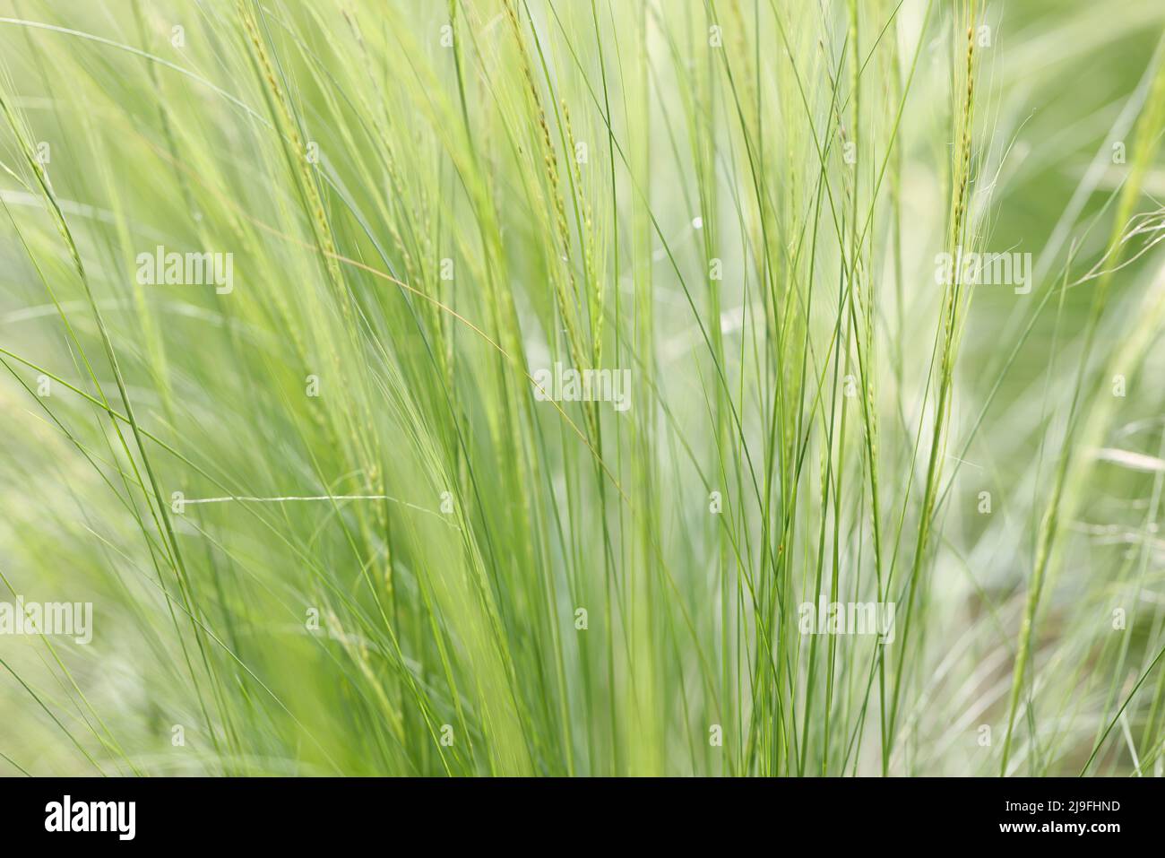 Wet barley hi-res stock photography and images - Alamy