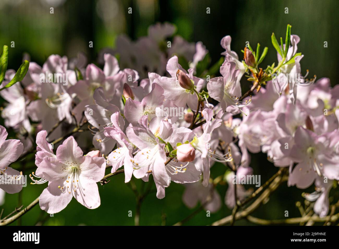 Green bushes with pink flowers hi-res stock photography and images - Alamy