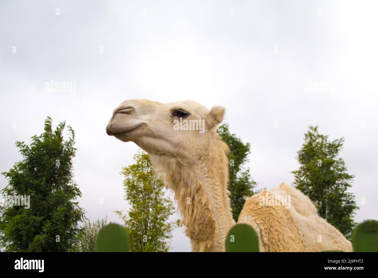 Cute camel colt hi-res stock photography and images - Alamy