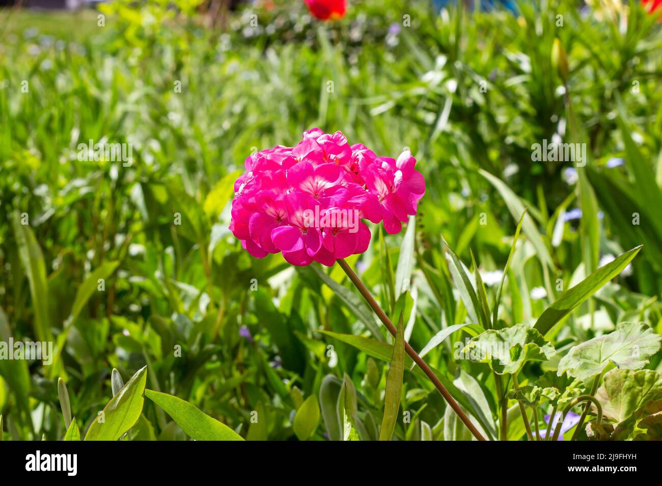 Bright pink Garden Geranium flower on green leaves background in the ...