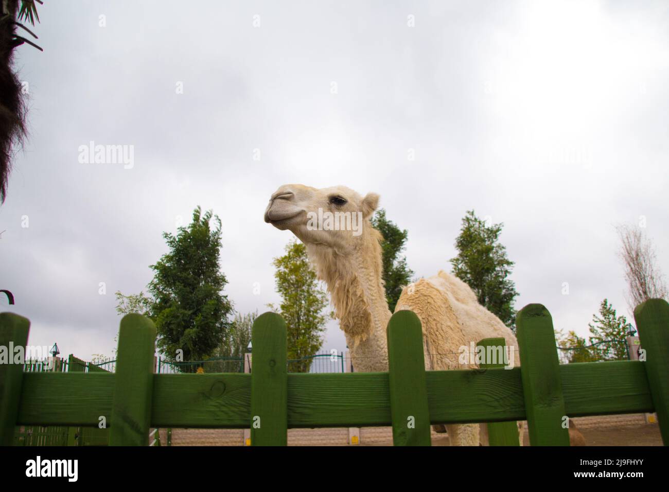 Cute camel colt hi-res stock photography and images - Alamy