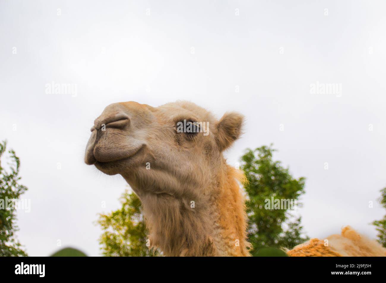 Cute camel colt hi-res stock photography and images - Alamy