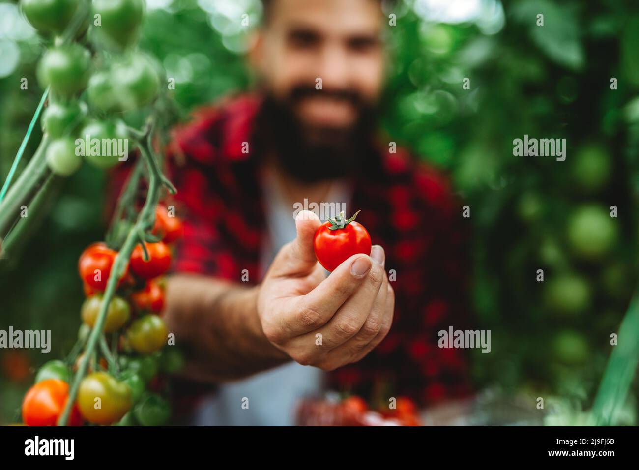 Happy man worker picking sweet vegetables in countryside farm ...