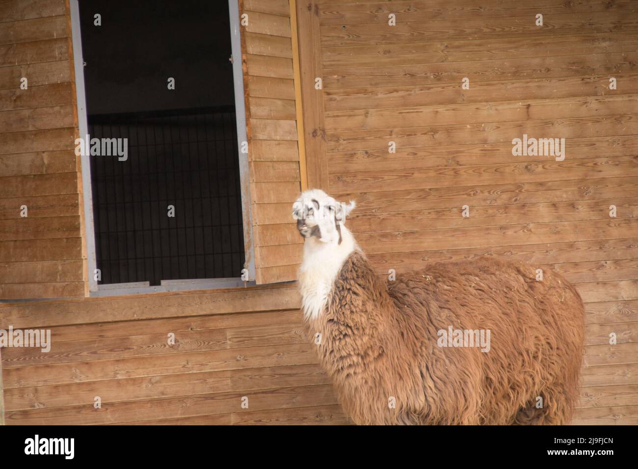 Lama spitting hi-res stock photography and images - Alamy
