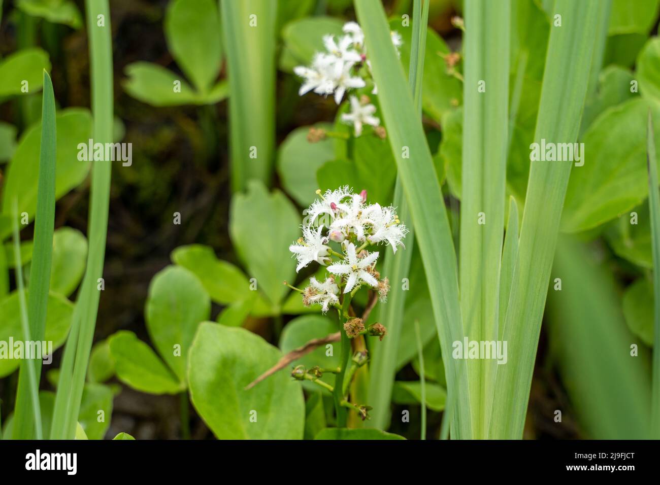 Bog species hi-res stock photography and images - Alamy