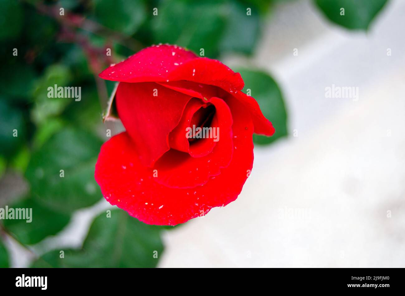 Rosa Mister Lincoln bud dark red Hybrid tea rose cultivar. Close up ...