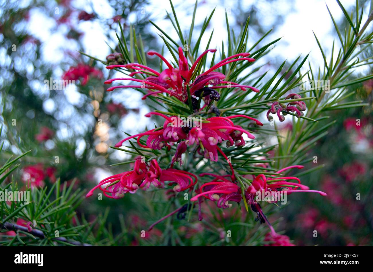 Red spider flower front view with blurred background Stock Photo - Alamy