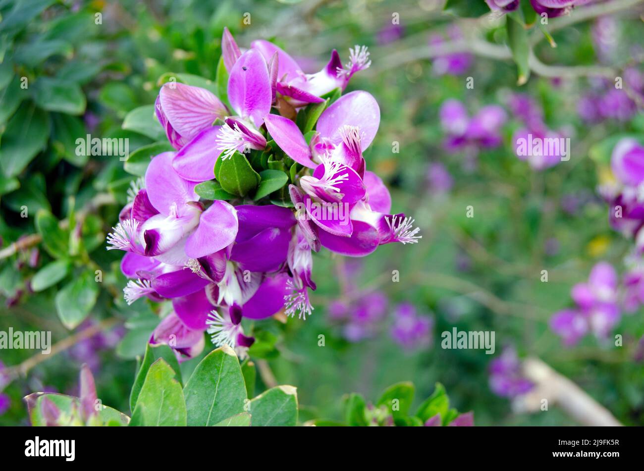 Focus blur beatutiful violet wild flower in green garden, spring season ...